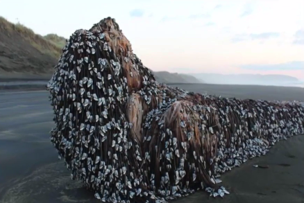 Mysterious Object Washes Ashore in New Zealand (Video) | The Epoch Times