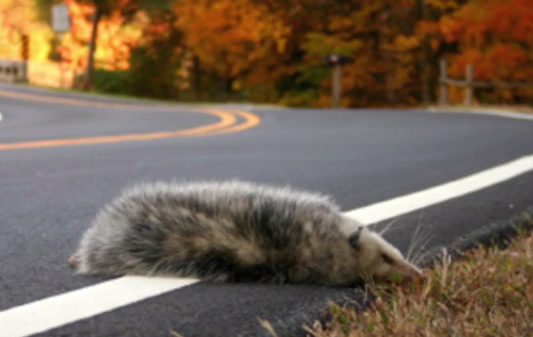 Animals Have to Cross More Roads Than Ever (Video) | The Epoch Times