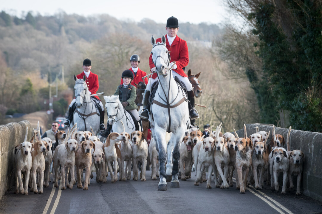 Countryside Alliance Challenges Labour’s Focus on Fox Hunting Ban ...