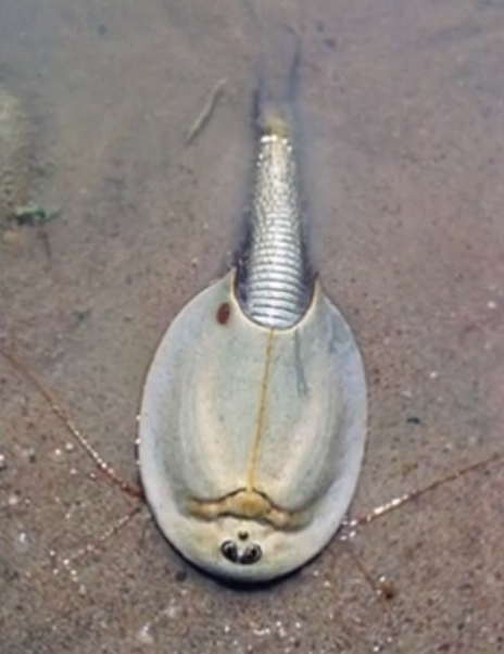 'Alien' Shrimp Emerges in Australia After Heavy Rain (Video) | The ...