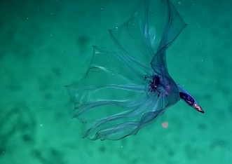 Stunning Deepwater Creature Looks Like Flower Floating in Water (Video ...