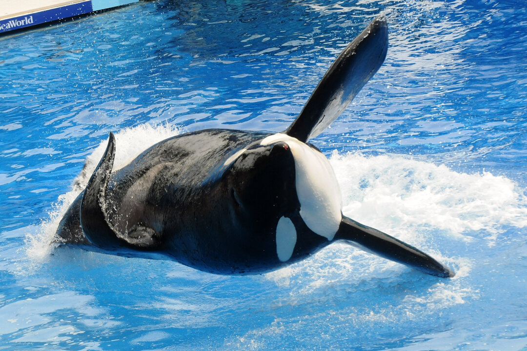 Last Captive-Bred SeaWorld Orca Dies | The Epoch Times