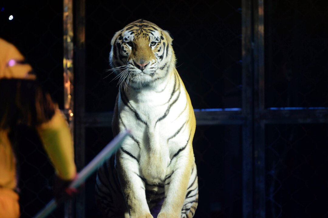 ‘Exhausted’ Tiger Pushed to Breaking Point by Chinese Circus, Attacks ...