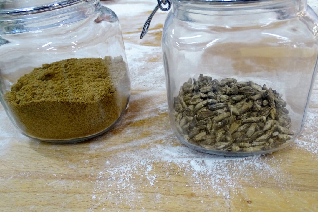 European Commission Approves 2 More Insect Species as ‘Food’ for Humans ...