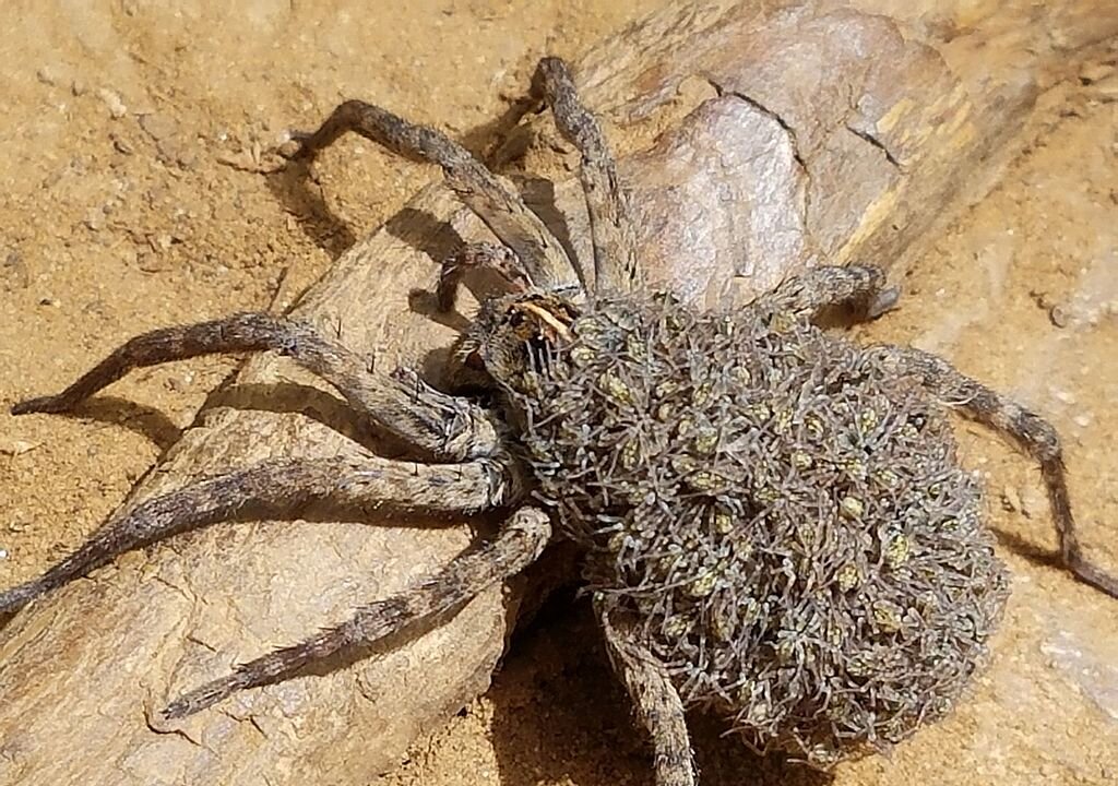 Man Sets House on Fire Trying to Kill a Large Spider | The Epoch Times