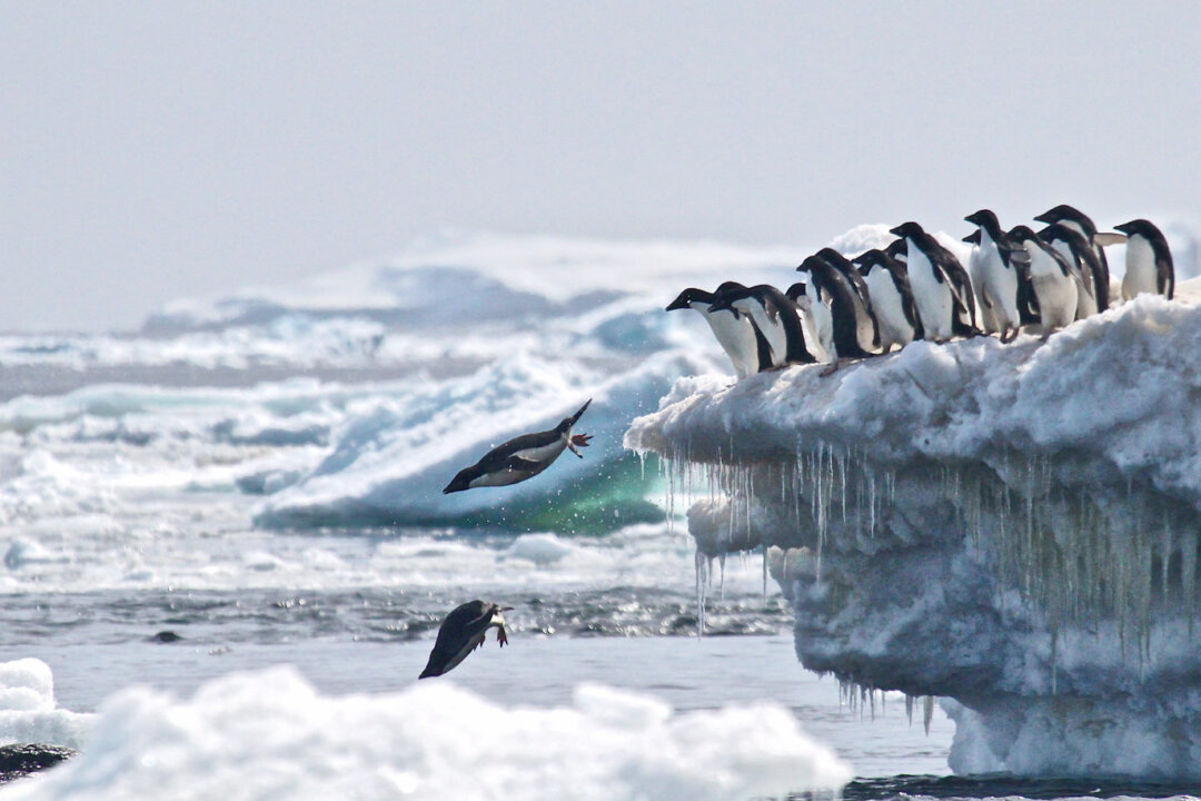 Penguin Mega-Colony Discovered Using Satellites and Drones, Raising ...