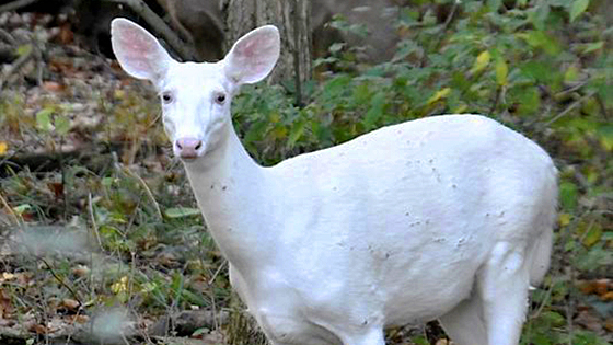 Rare Blue-Eyed Albino Deer Spotted in Michigan Park | The Epoch Times
