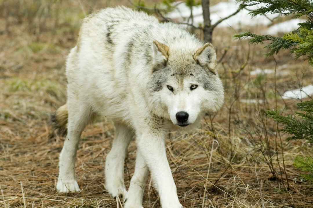 Book Review: ‘The Wisdom of Wolves: Lessons From the Sawtooth Pack ...