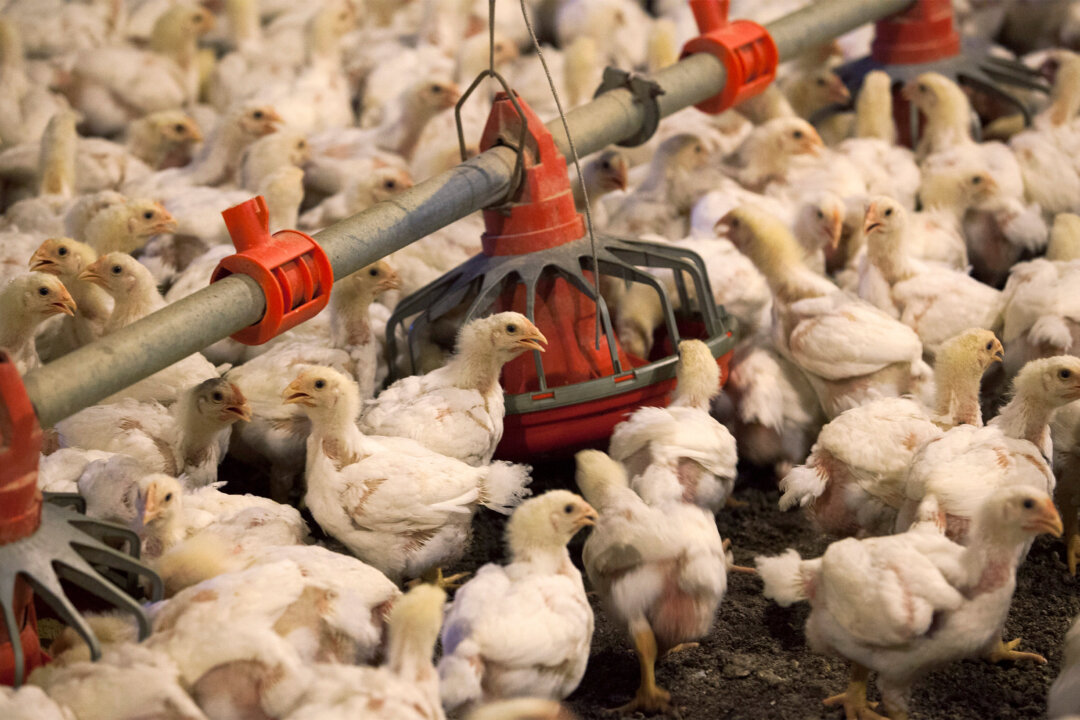 Piles of Dead Chickens Found Dumped Outside Massive Poultry Farm | The ...