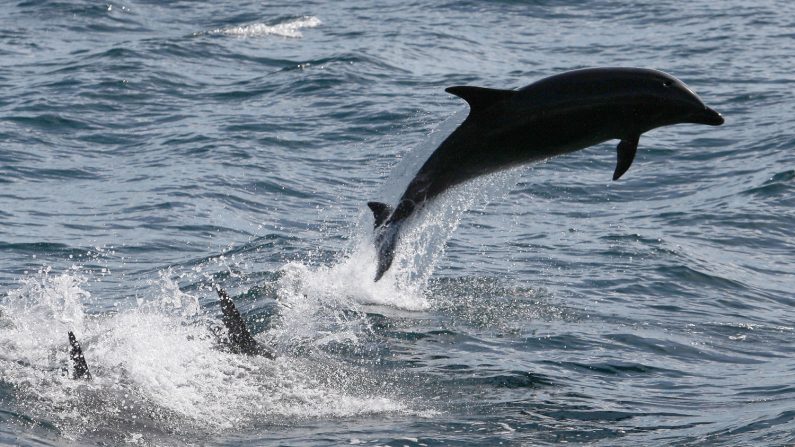 Dolphin’s Behavior Forces Mayor to Close Beach in France | The Epoch Times
