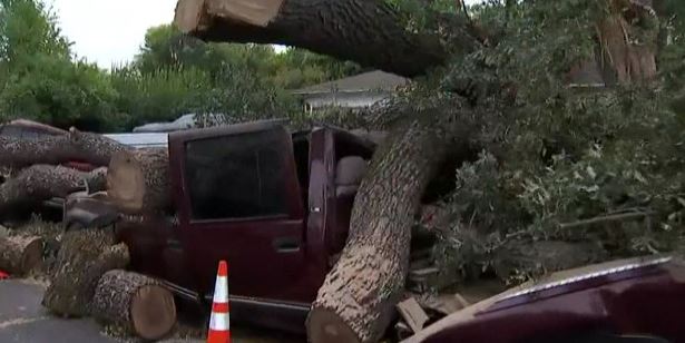 Seven Cars Crushed by 350-Year-Old Tree in California | The Epoch Times