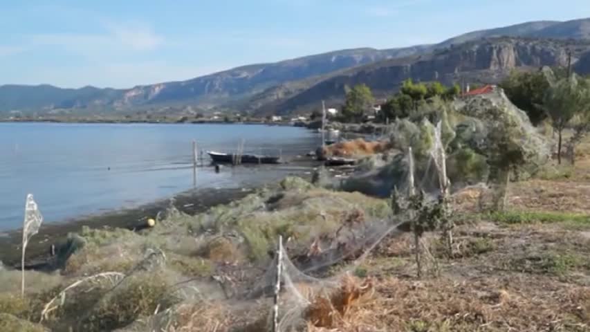 Video: Spider Webs Cover Entire Greek Lagoon | The Epoch Times