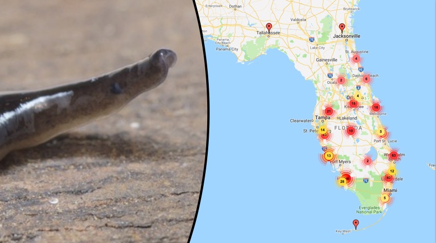 Warning of ‘Mouth On Its Belly’ Worm Infestation in Florida | The Epoch ...