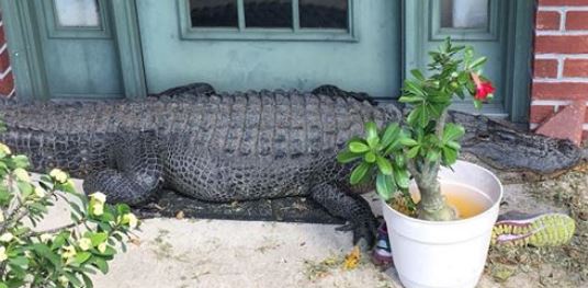 Giant Alligator Shows Up on Louisiana Doorstep