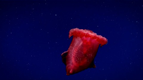 Deep-Sea ‘Headless Chicken Monster’ Spotted Off Antarctic Coast | The ...