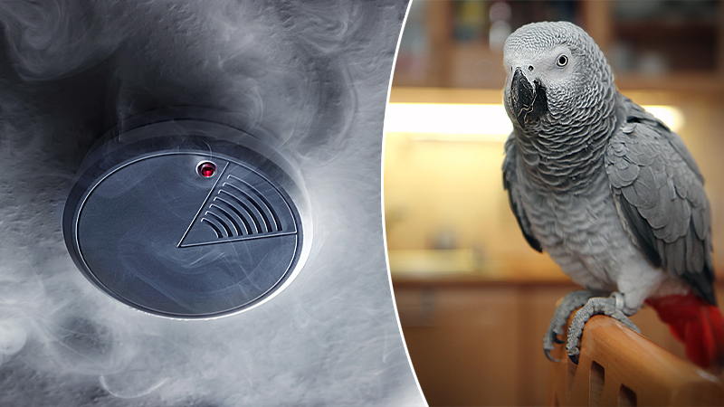 Firefighters Rush to Home to Find Parrot Impersonating Smoke Alarm