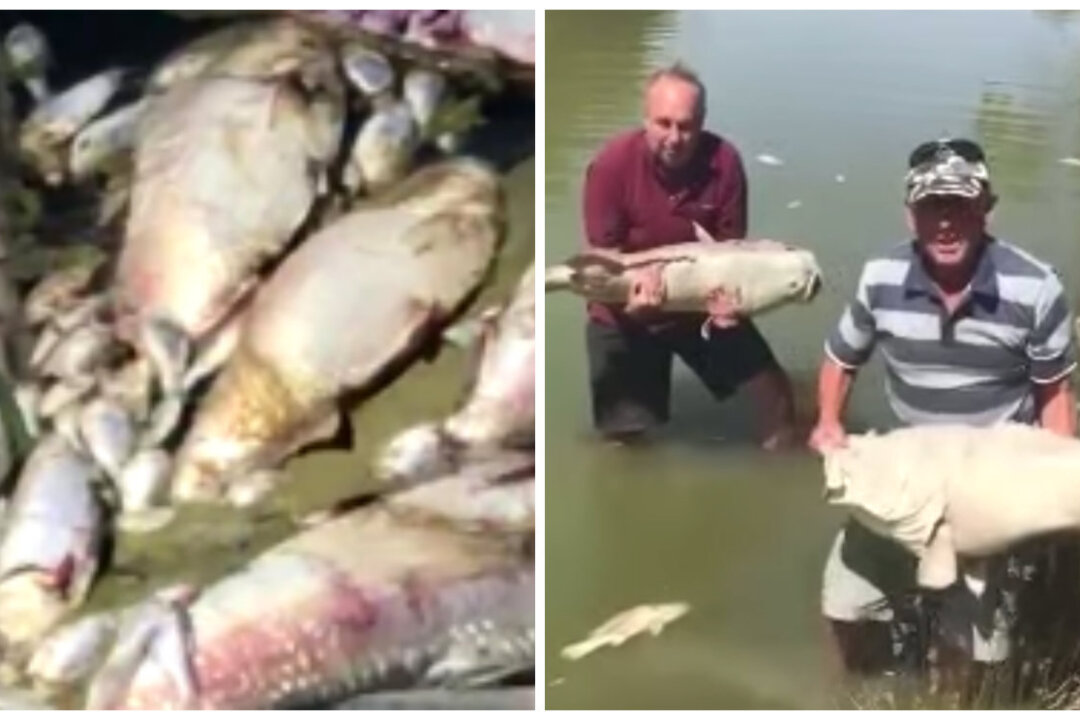 New Fish Kill in Murray-Darling Basin as Emergency Meeting Called in ...