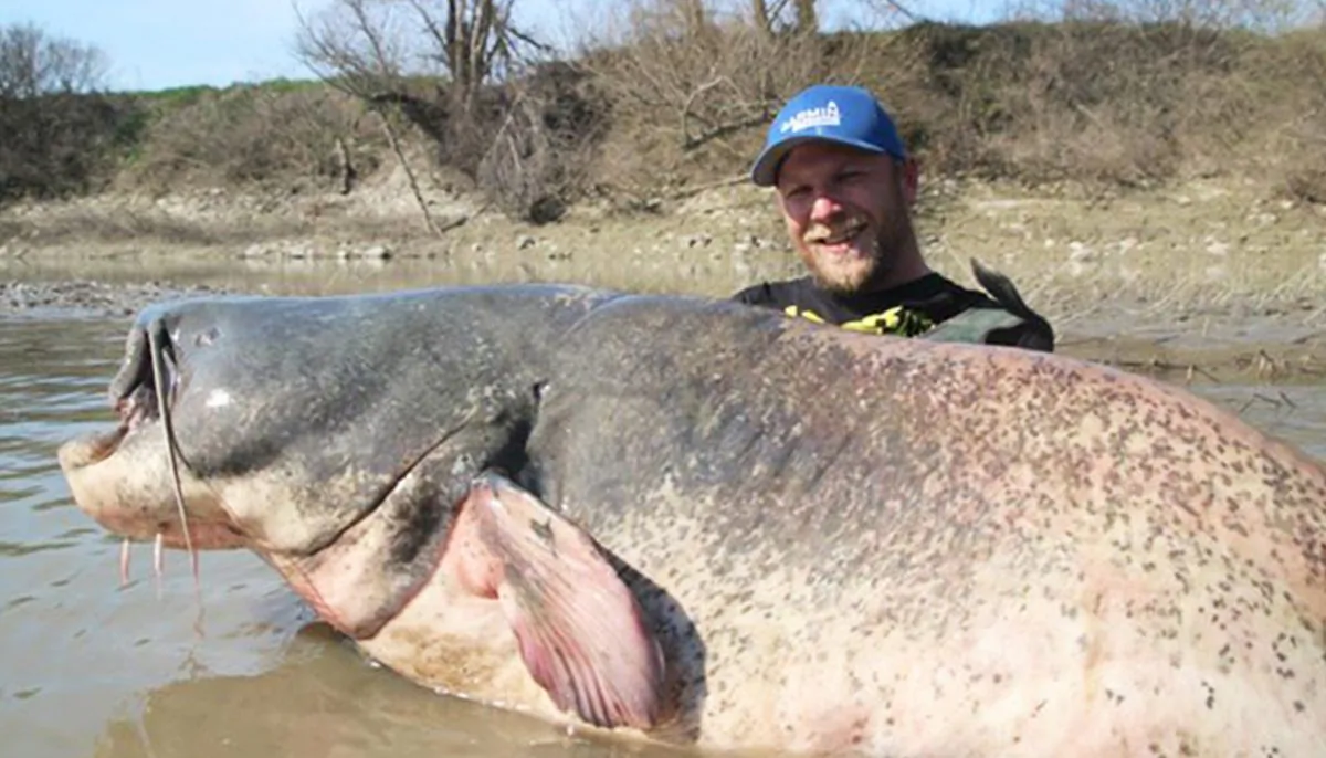 Fisherman Hauls In Massive 9-ft-long Catfish, Setting New Record