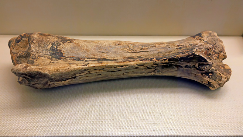 Treasure Trove of Ice Age Fossils Unearthed During LA Subway’s Purple ...