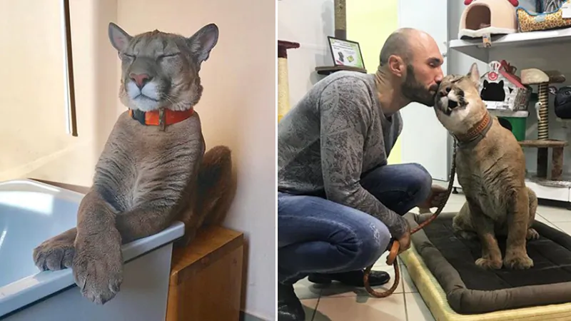 90-Pound Puma Rescued From a Zoo Lives the Life of Luxury in a Russian ...