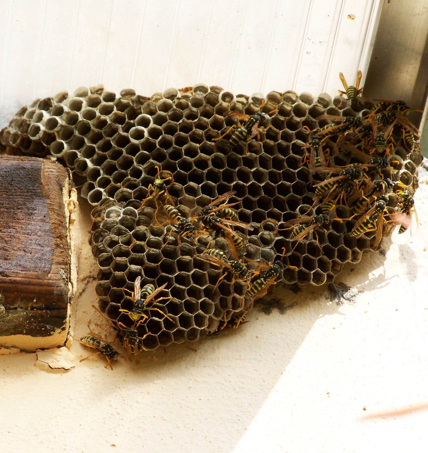 Video Shows The Inside Of A Wasp s Nest