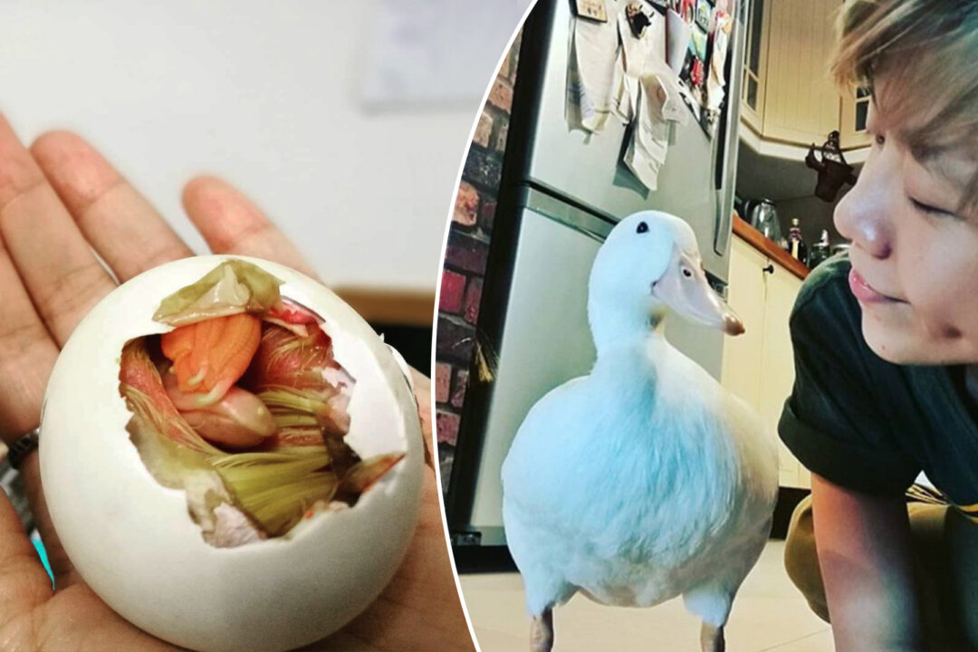 Lady Hatches a Market Duck Egg As an Experiment and Gets a Friend for ...