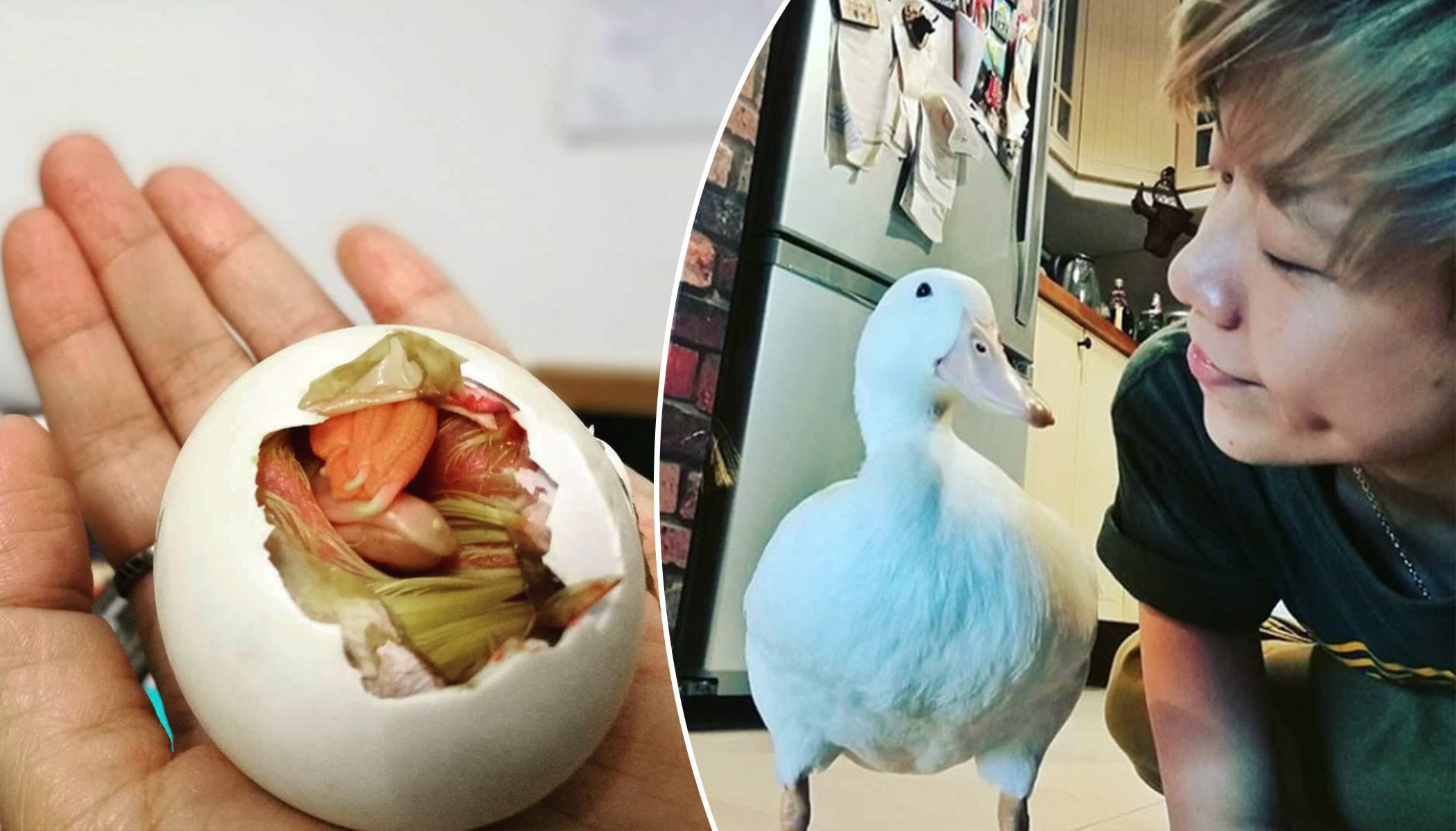 Lady Hatches a Market Duck Egg As an Experiment and Gets a Friend for Life