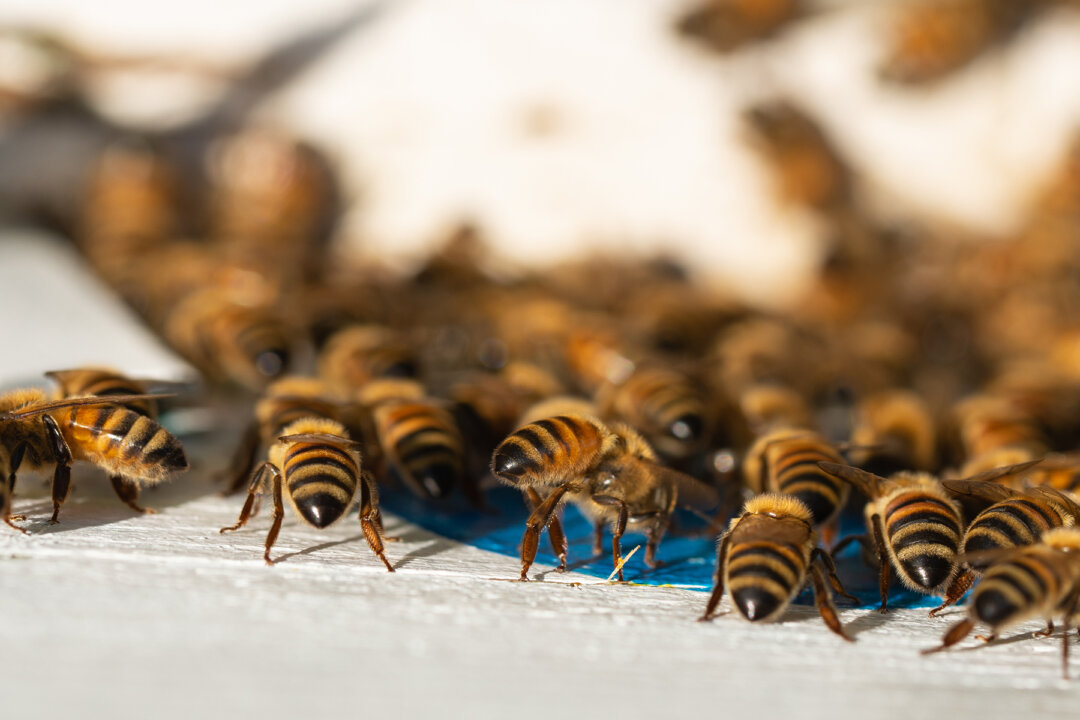 20,000-Bee Swarm Follows Woman’s Car for 2 Days When Queen Gets Trapped ...