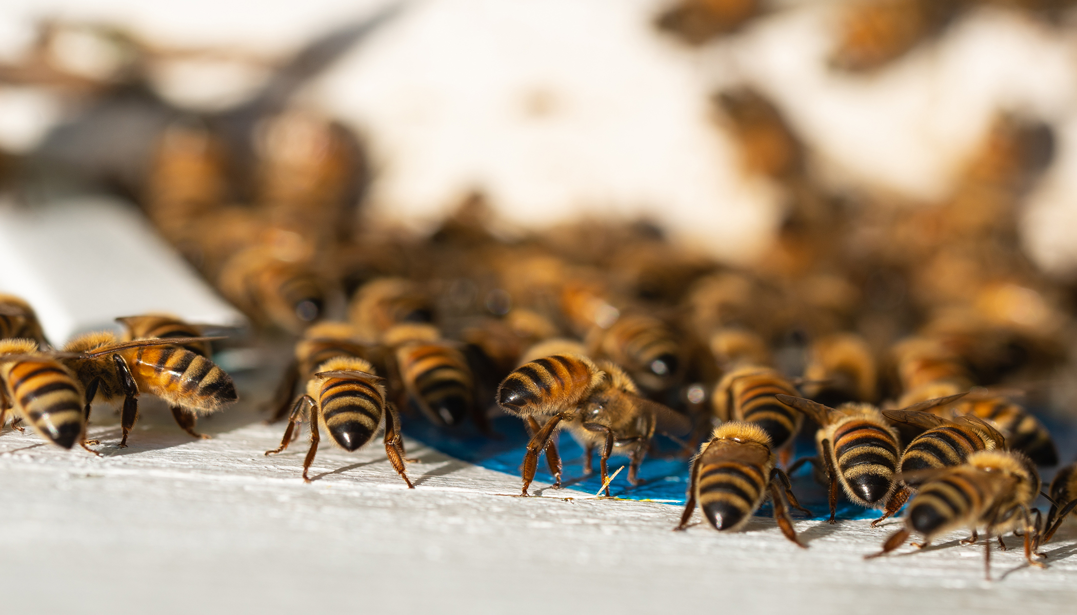 20,000-Bee Swarm Follows Woman’s Car for 2 Days When Queen Gets Trapped ...
