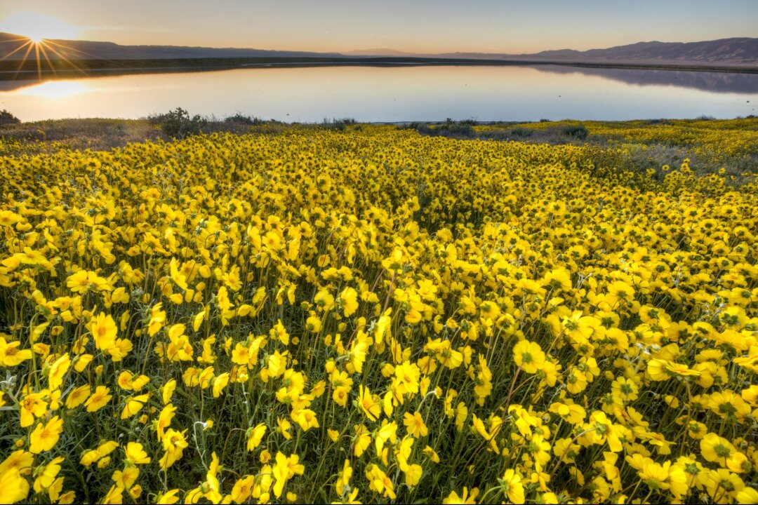 Thousands Swarm to Catch Glimpse of California’s Rare Super Bloom | The ...