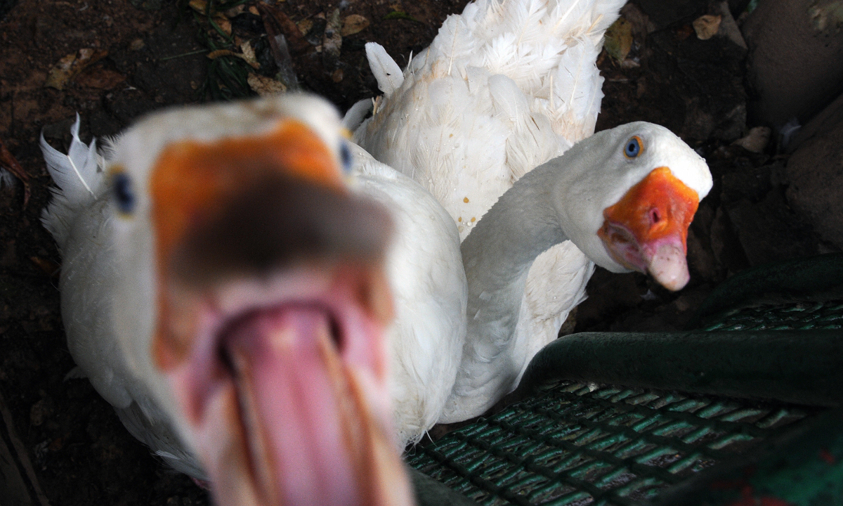 Goose Bite