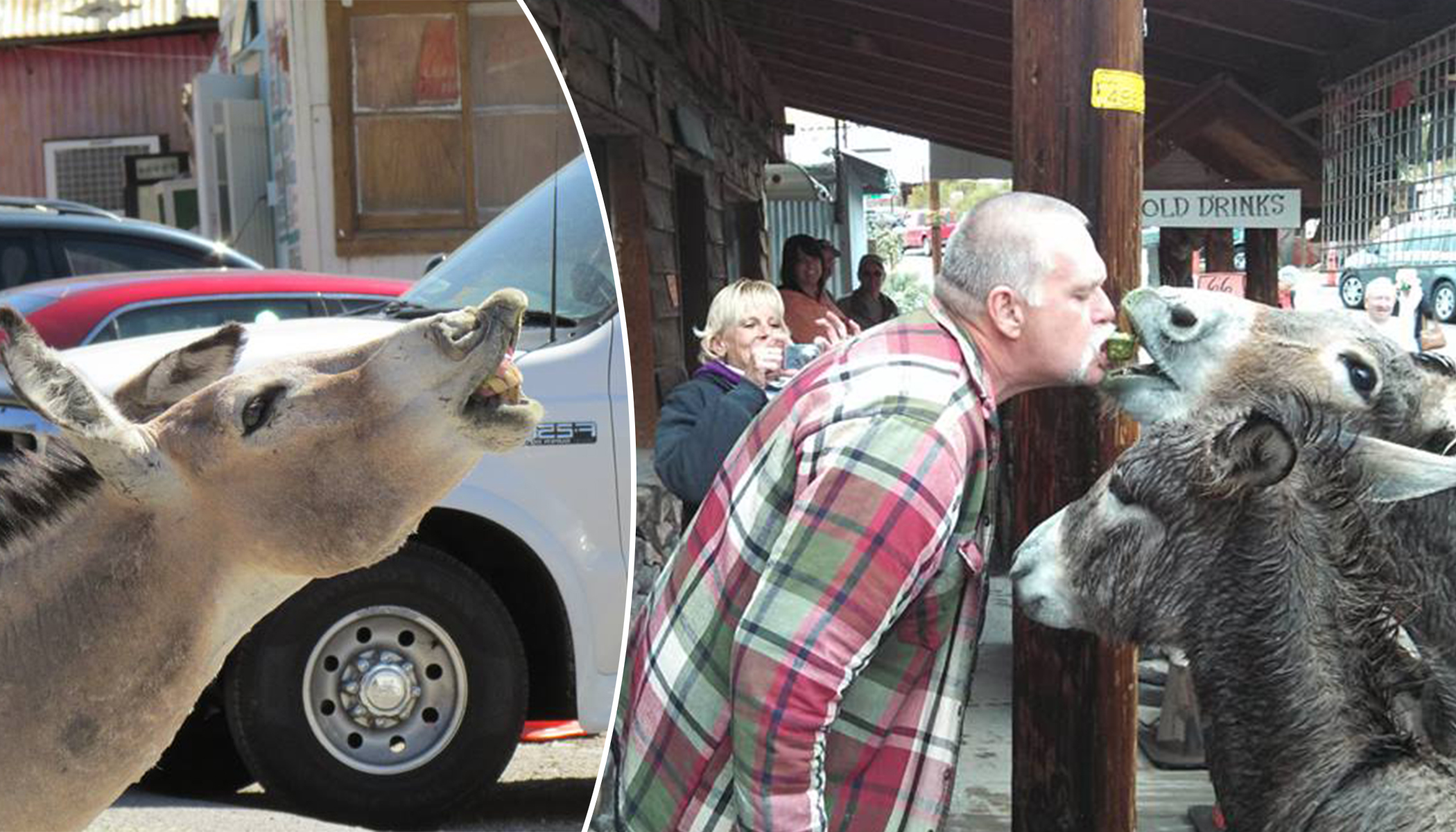 Donkeys Own This Town in Arizona, They Greet and Expect Every Tourist ...