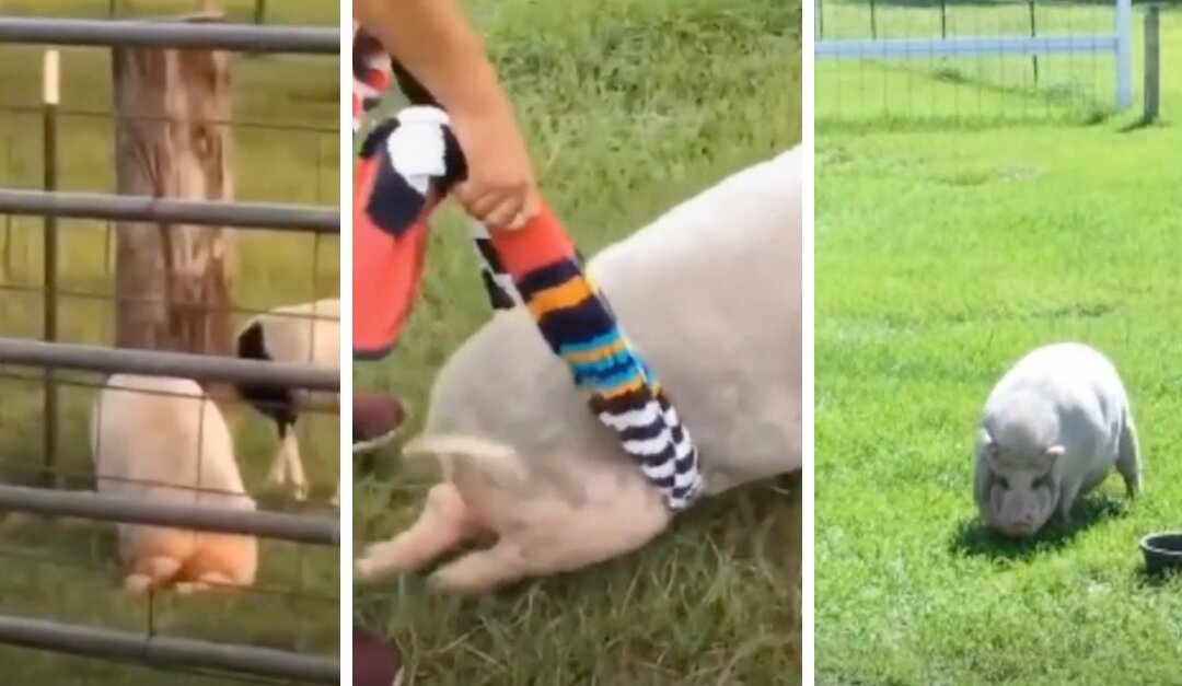 Pig Suddenly Loses Use of Hind Legs, but Owner Has an Ingenious ...