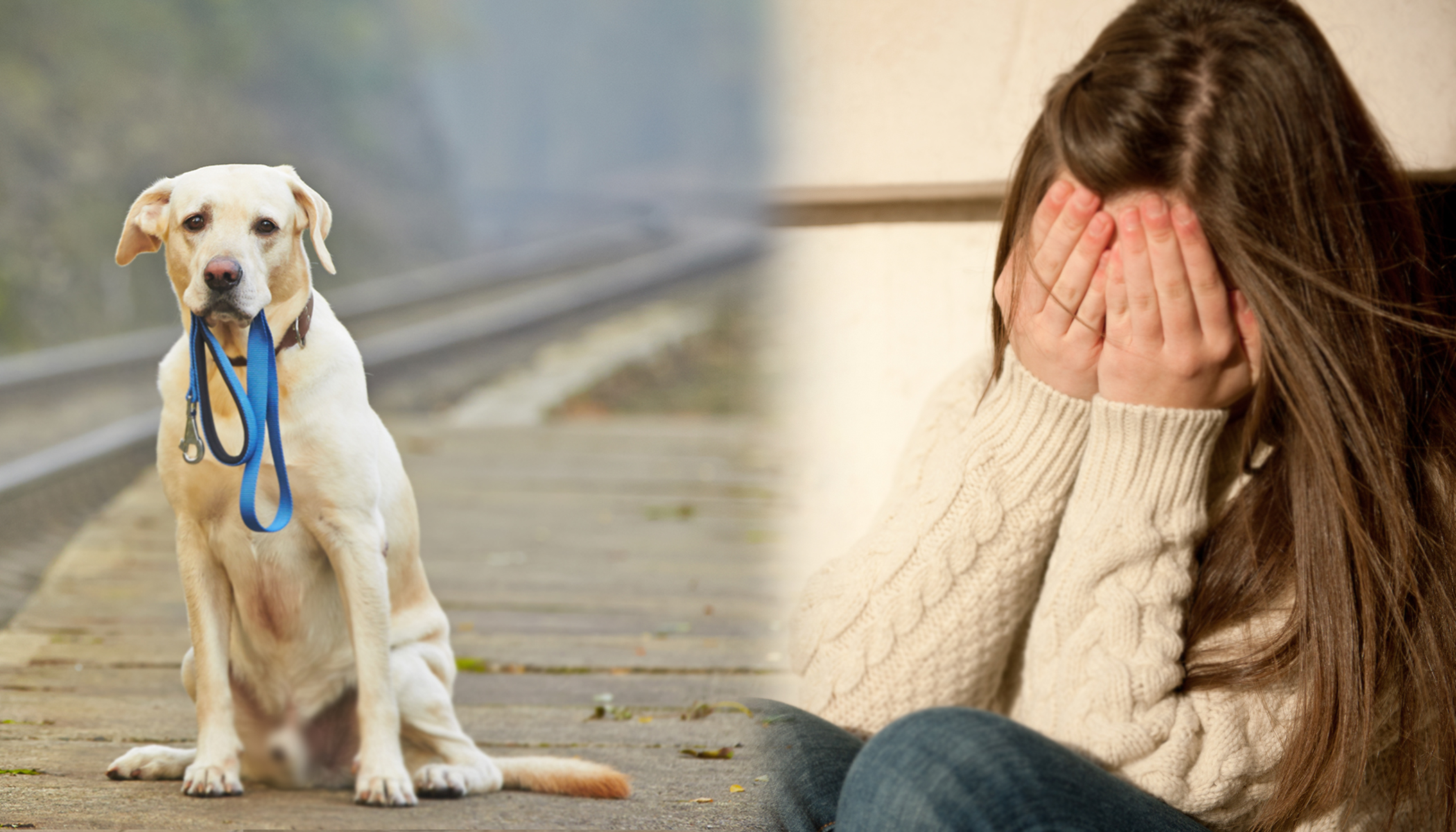 Losing Your Pet Can Be Heartbreaking, Here Are Some Hints on How to Cope