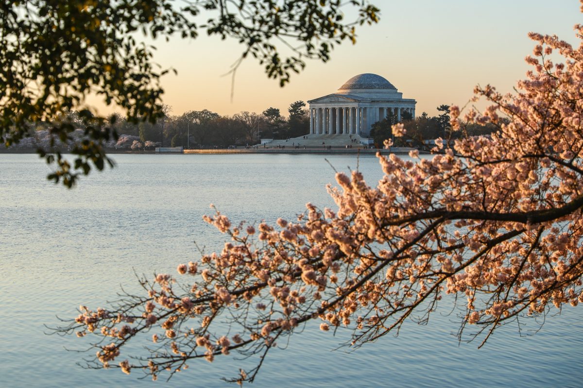 The Cherry Blossoms in Washington