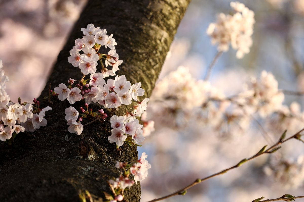The Cherry Blossoms in Washington
