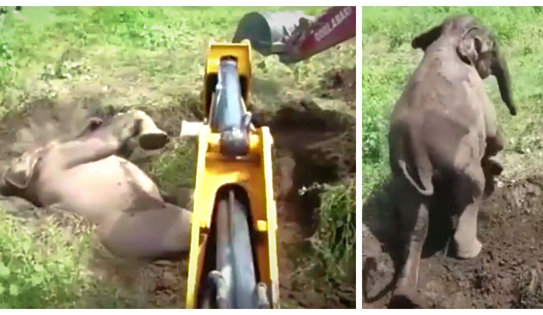 Baby Elephant Stuck Upside Down in Mud Is Freed--With Men’s and Digger ...