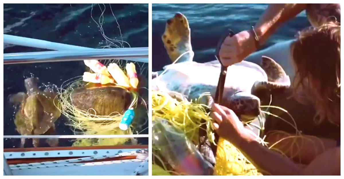 Guy Jumps Off His Boat to Save Sea Turtles Trapped in Fishing Nets