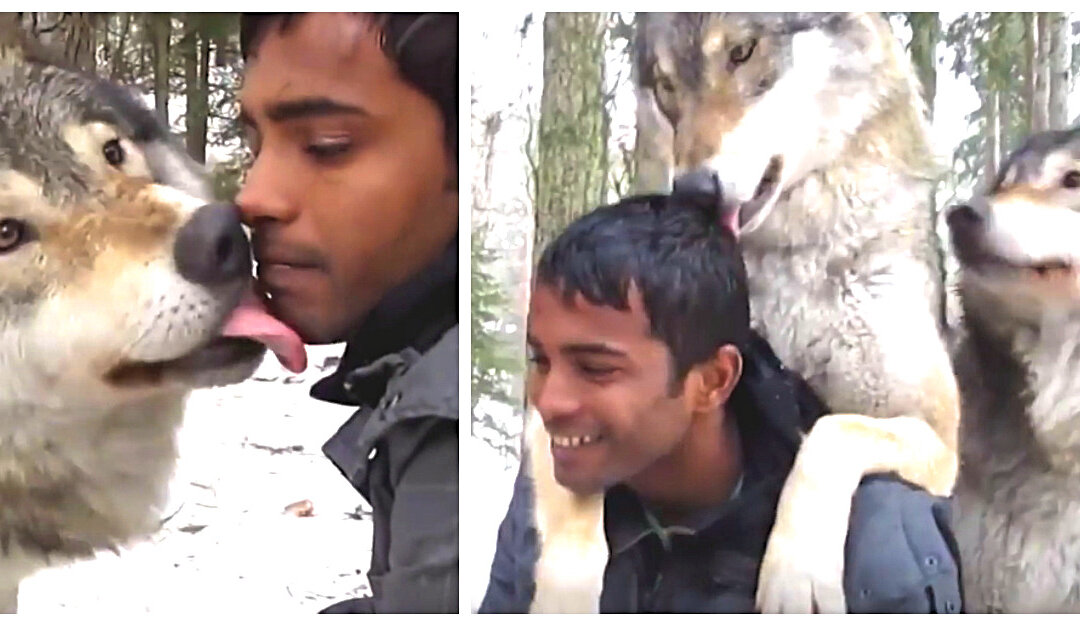 Video: Welcome to the pack! Friendly wolves come out of woods to play ...