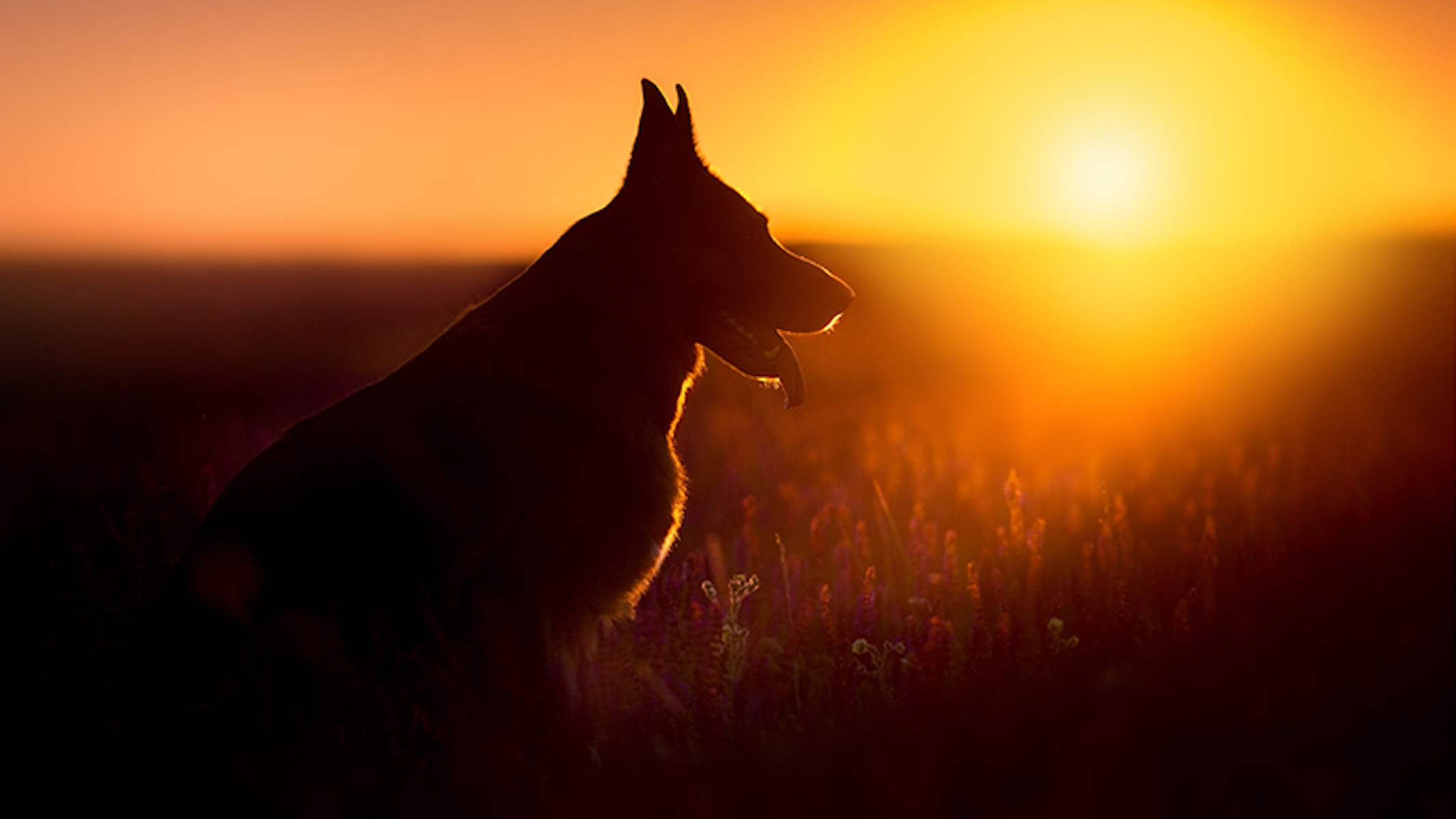 Desperate German Shepherd Near Death Is Rescued and Makes an ...