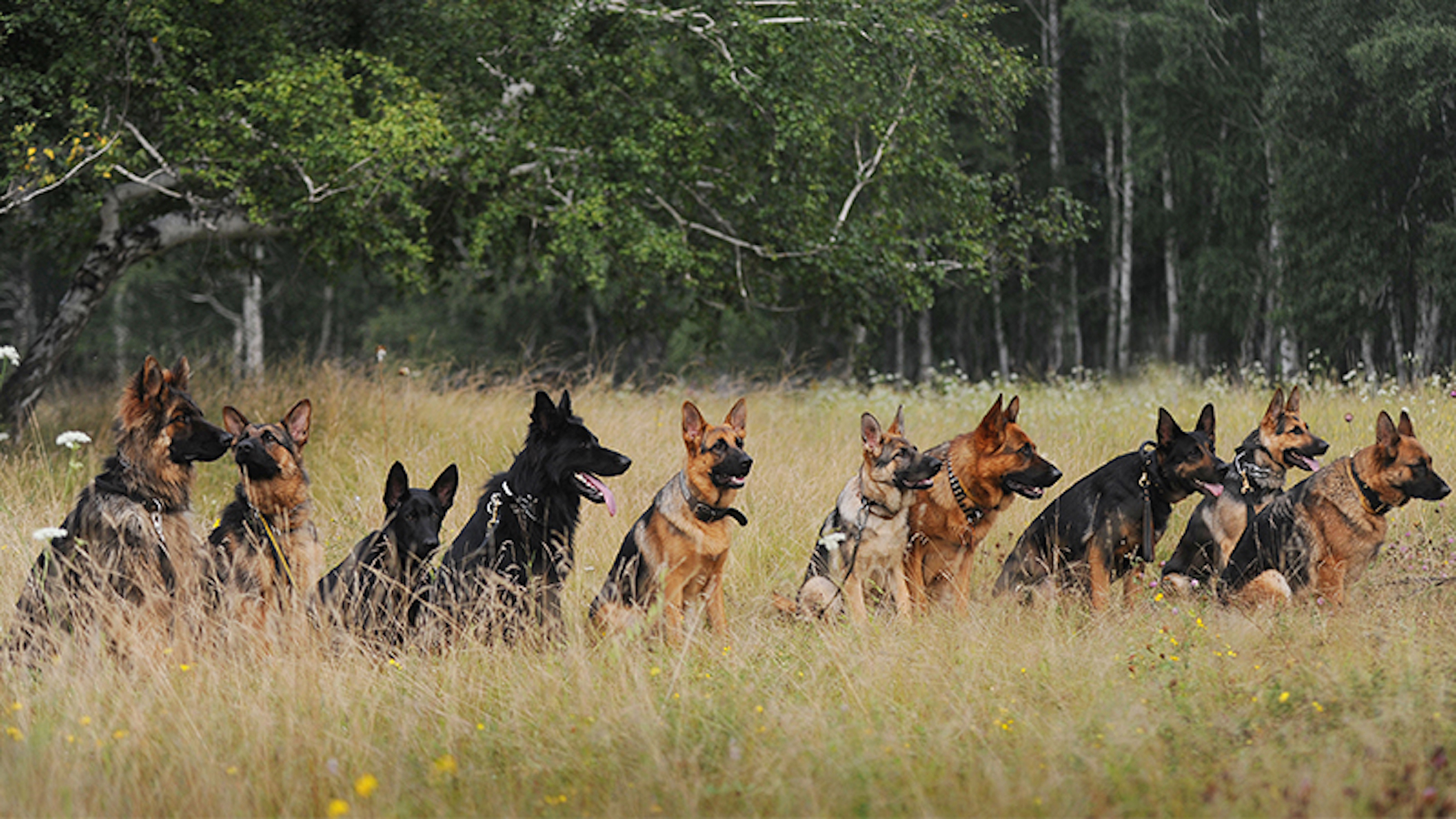 Marine Couldn’t Fly Dogs to His Next Base, so a Super-Rich Stranger ...
