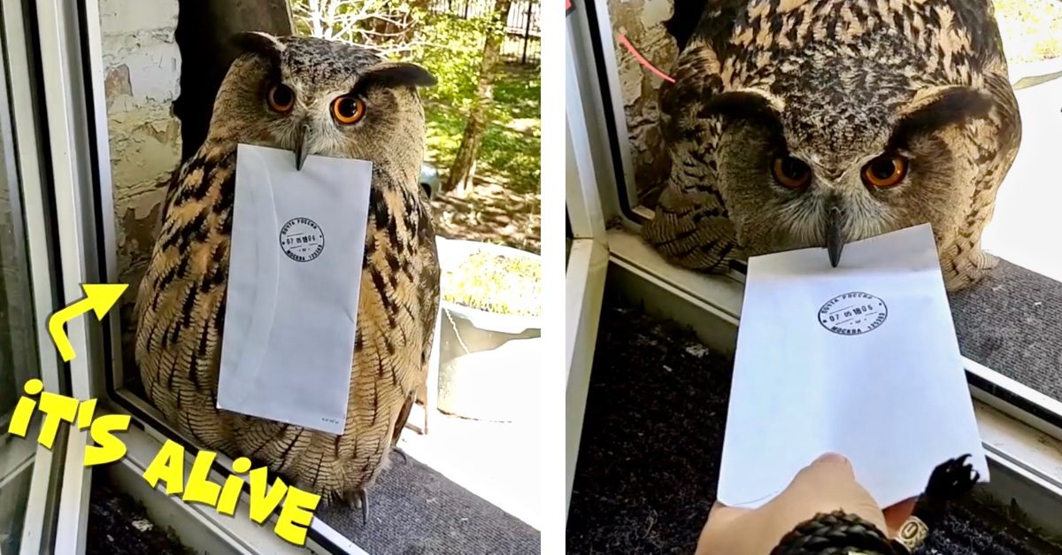 Owl With Attitude Won’t Give Owner Her Mail — Watch What Happens in the End