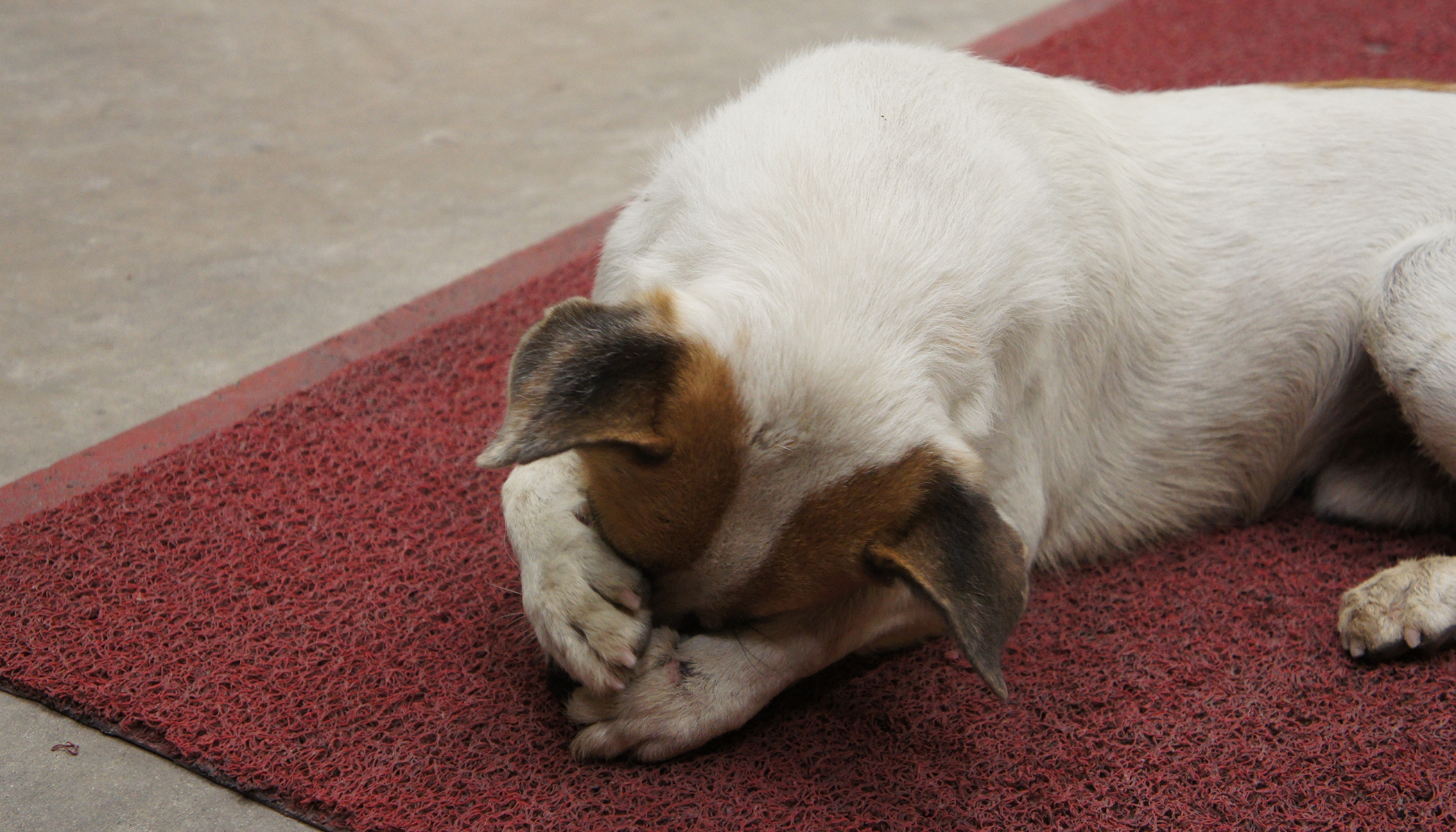 Stray Dog Was Freezing in Cold. What Woman Does Next, Pooch Couldn’t Be ...