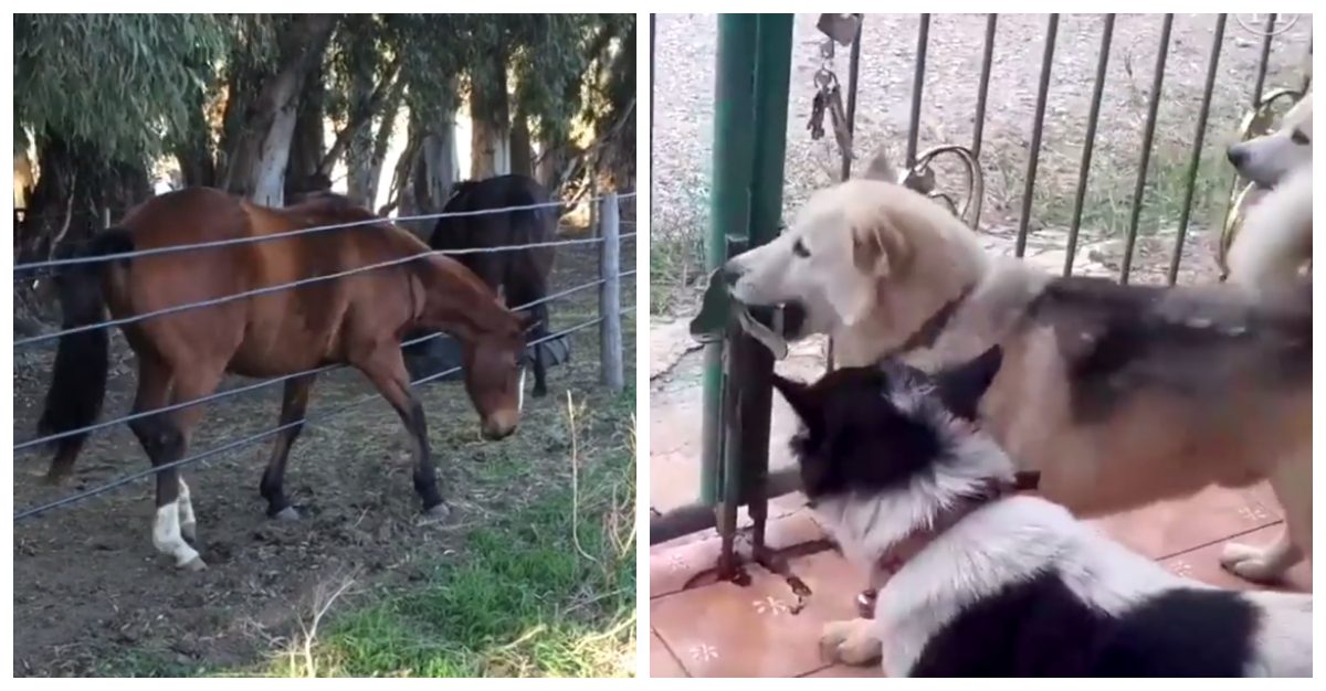 Video: No Cage Can Hold These Animals With Houdini-Like Escape Artist ...