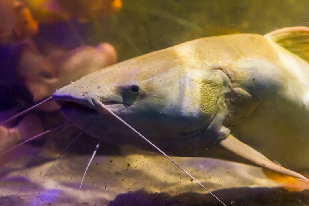 Angler Reels In 8-ft-Long Giant Albino Catfish, Weighing a Record ...