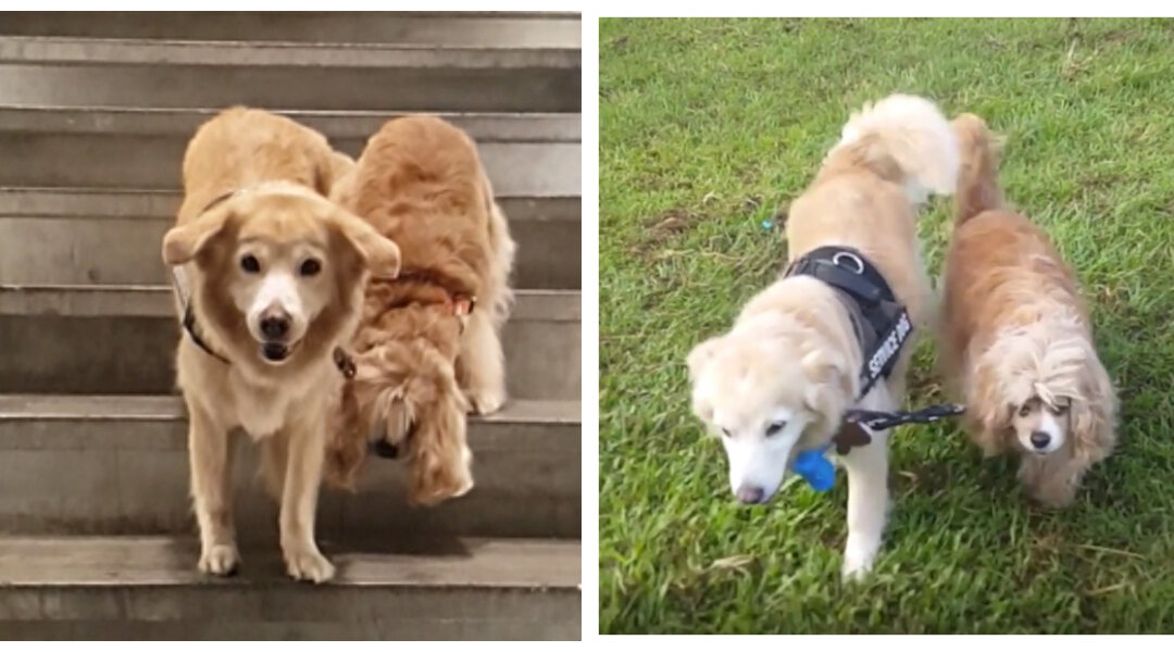 Blind Dog Has Adorable Golden Retriever as Seeing-Eye Guide | The Epoch ...