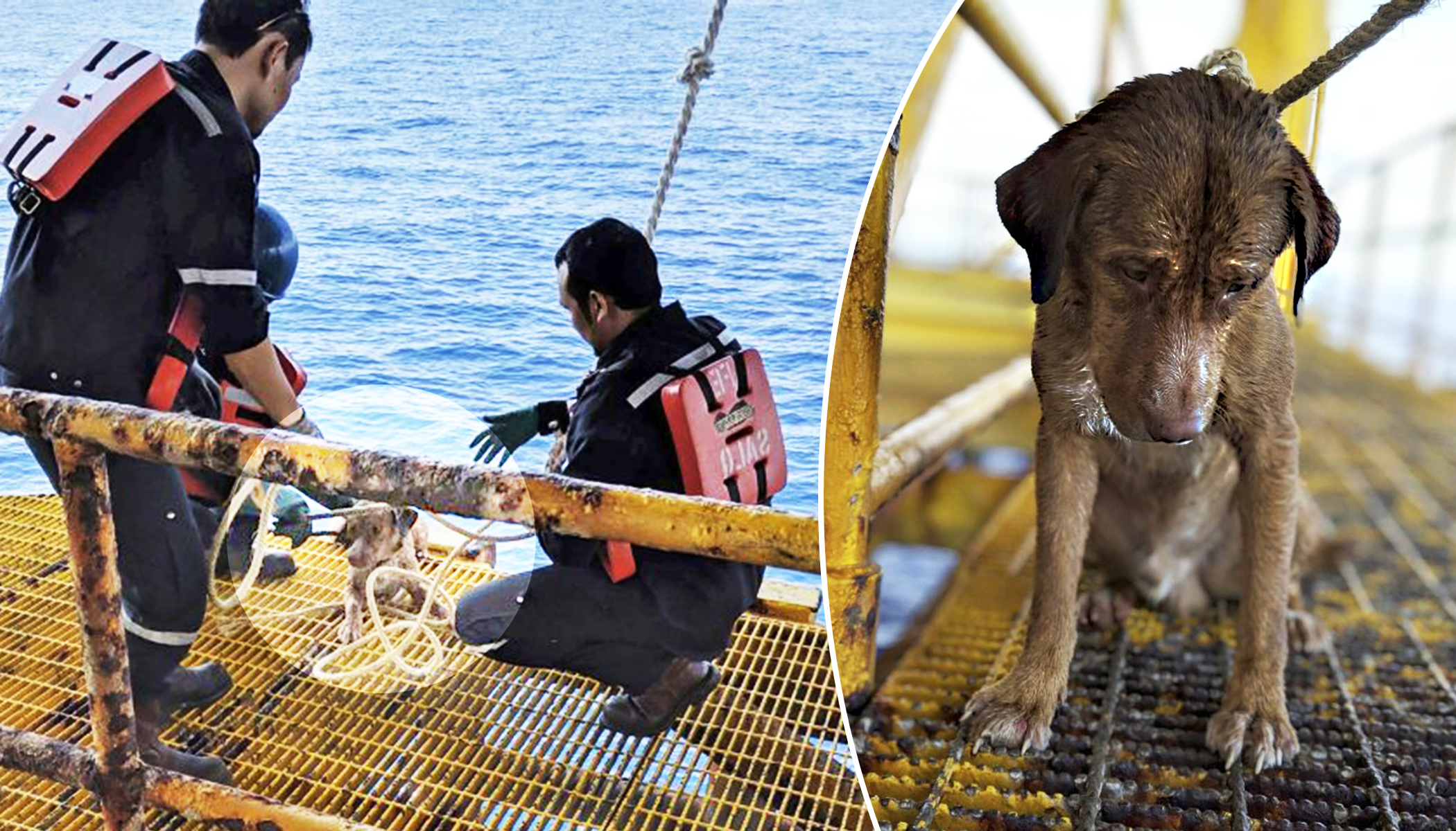 Exhausted Dog Swimming 135 Miles Out at Sea Gets Rescued, It’s a Puzzle ...