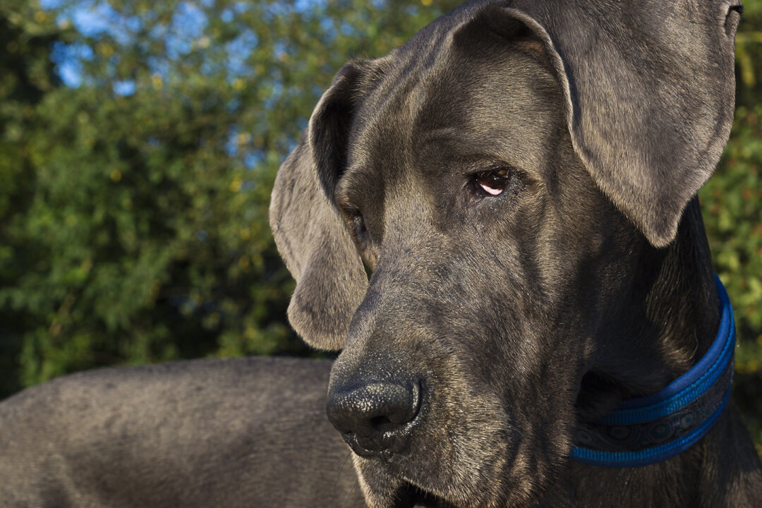 7 Vets Help Great Dane Deliver 19 Puppies: ‘All Live and Healthy’ | The ...