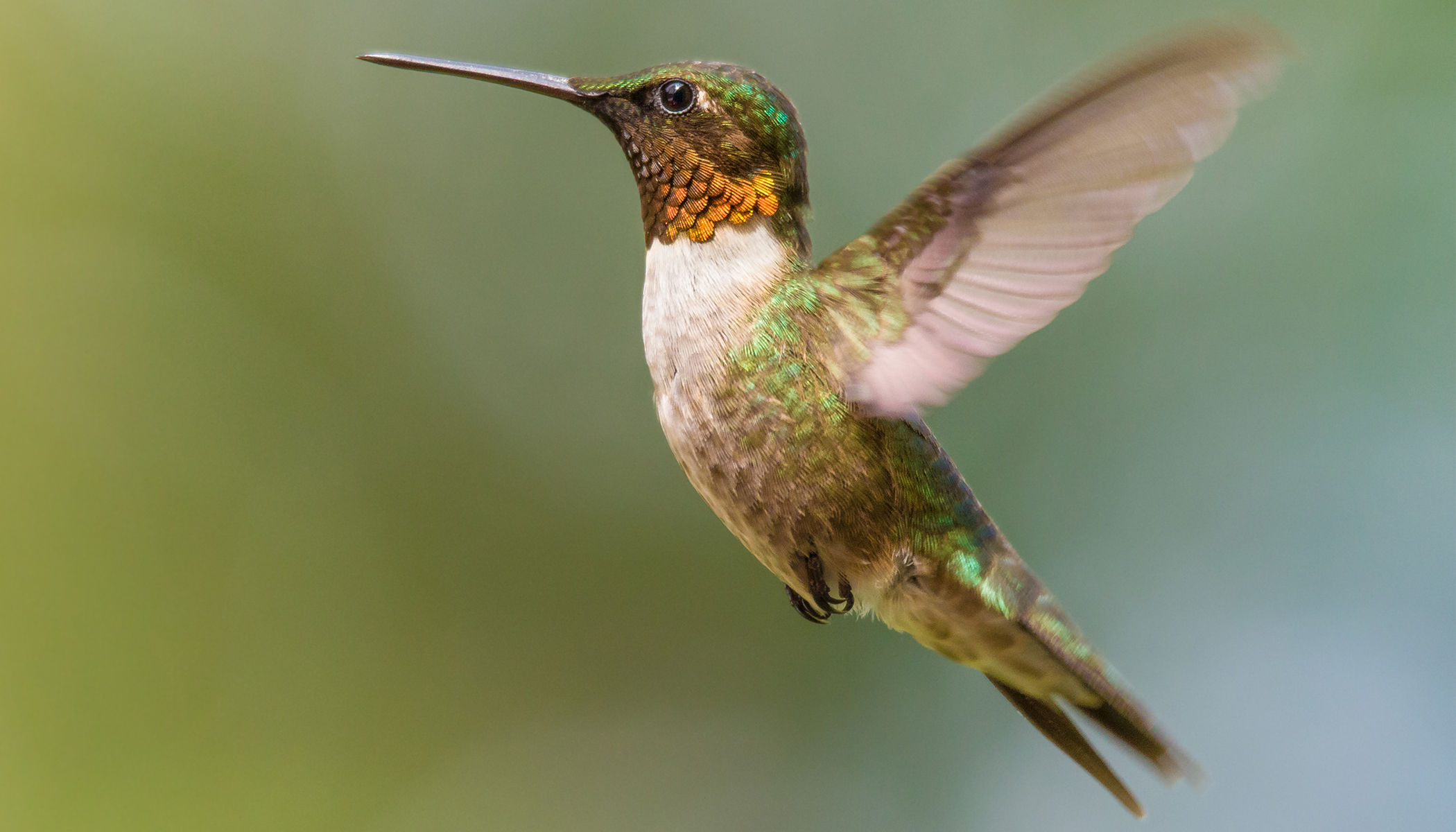 Hummingbird Returns Every Year to Visit Ex-SWAT Team Cop Who Saved Its Life