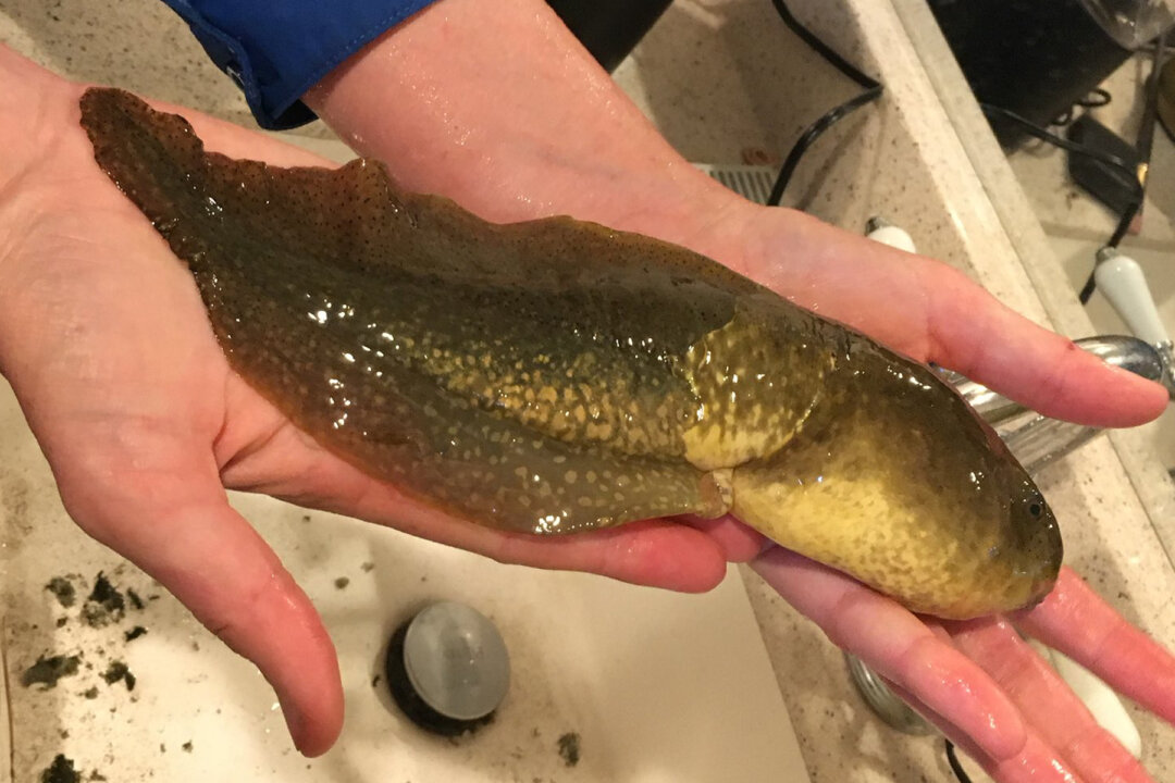 Researchers Find Giant Tadpole ‘Larger Than a Coke Can’ After Draining ...